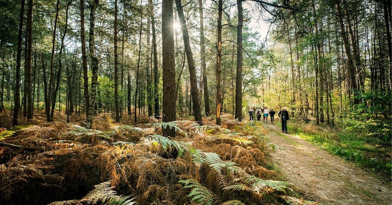 50 tips voor Limburg: Bosland in Pelt - Chapeau Magazine